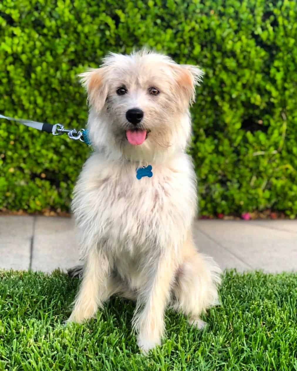 Husky Poodle Mix: Info, Characteristics & Facts (With Pictures)