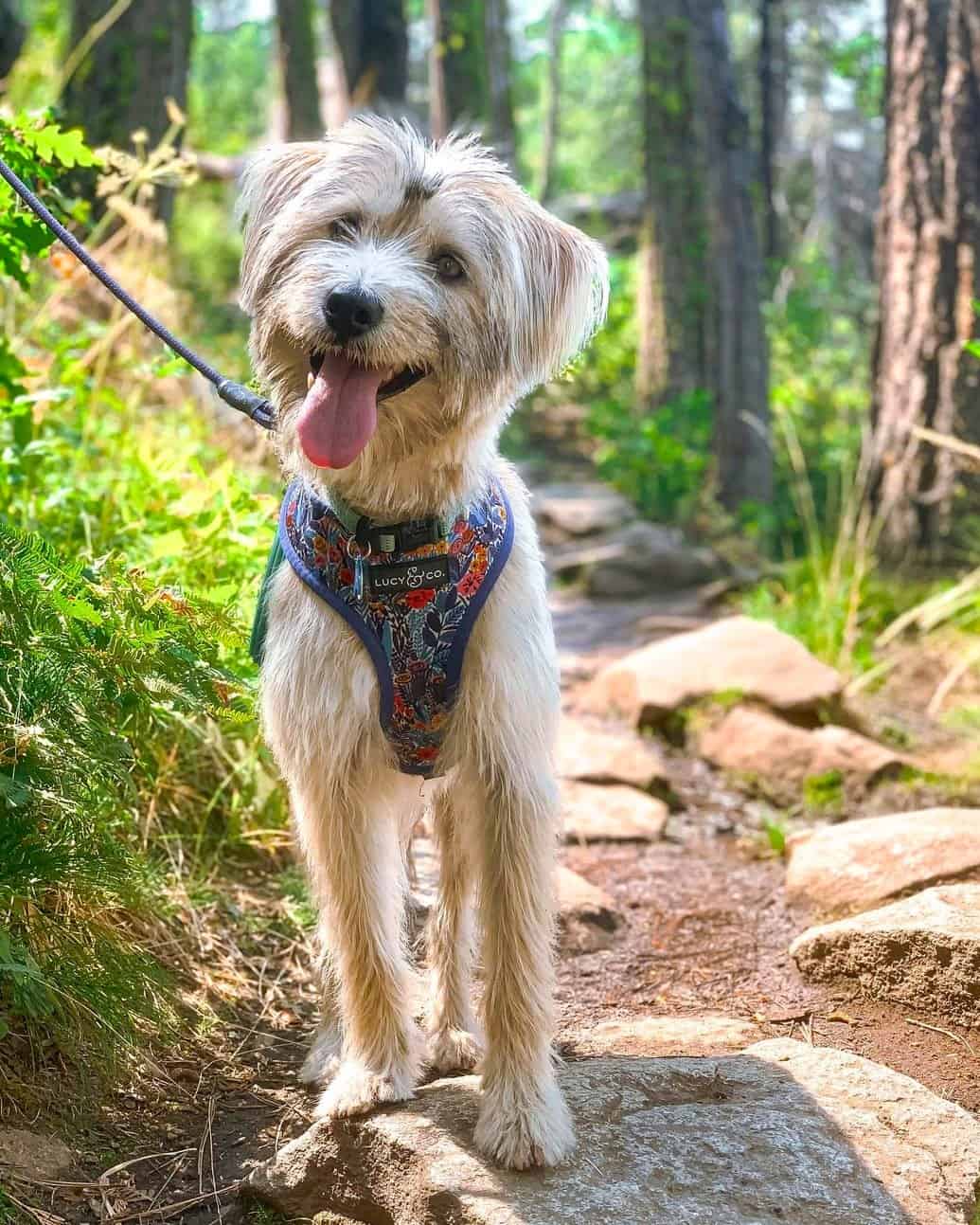 Husky Poodle Mix: Info, Characteristics & Facts (With Pictures)