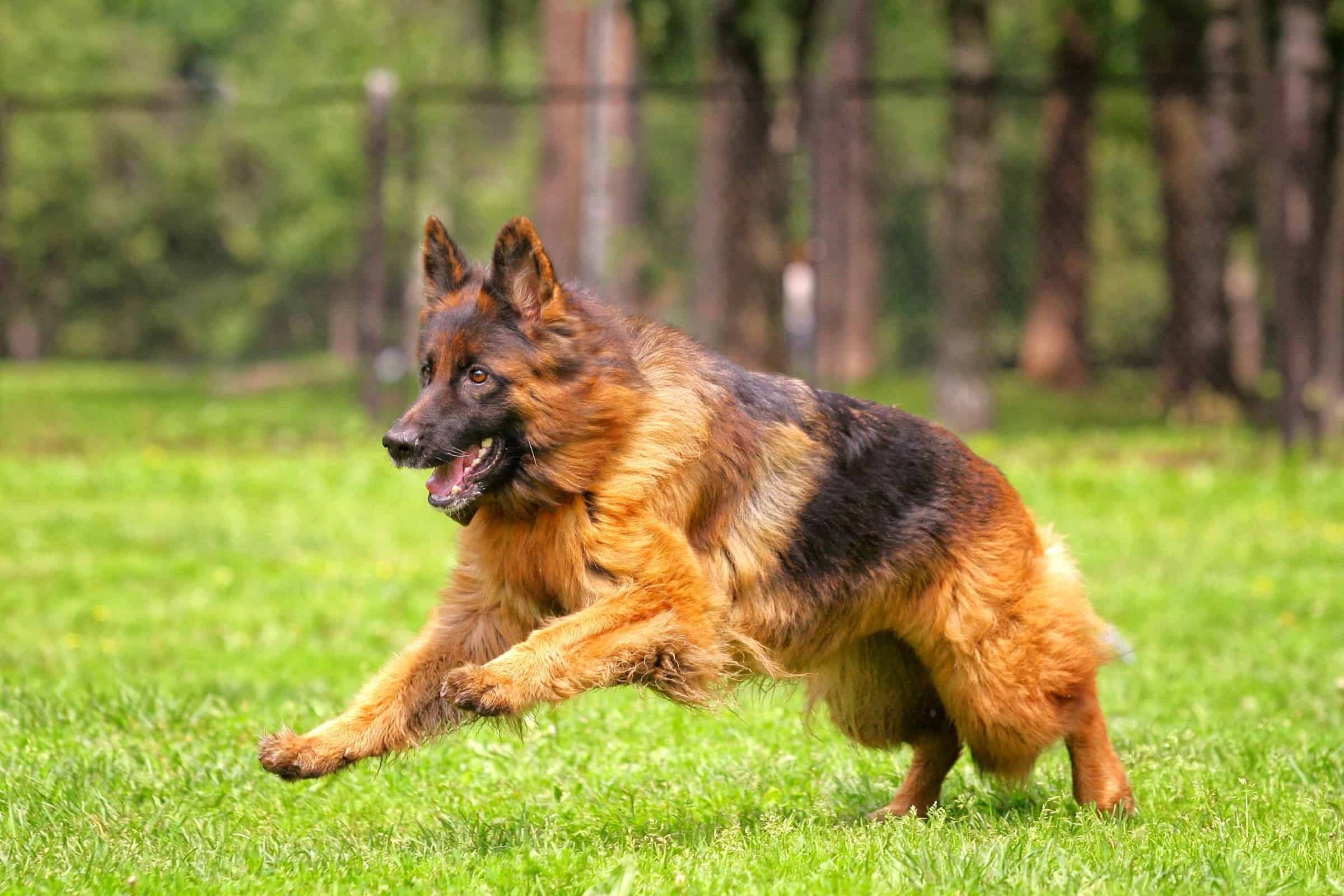 Long-Haired German Shepherd: Facts, Pictures & Shedding