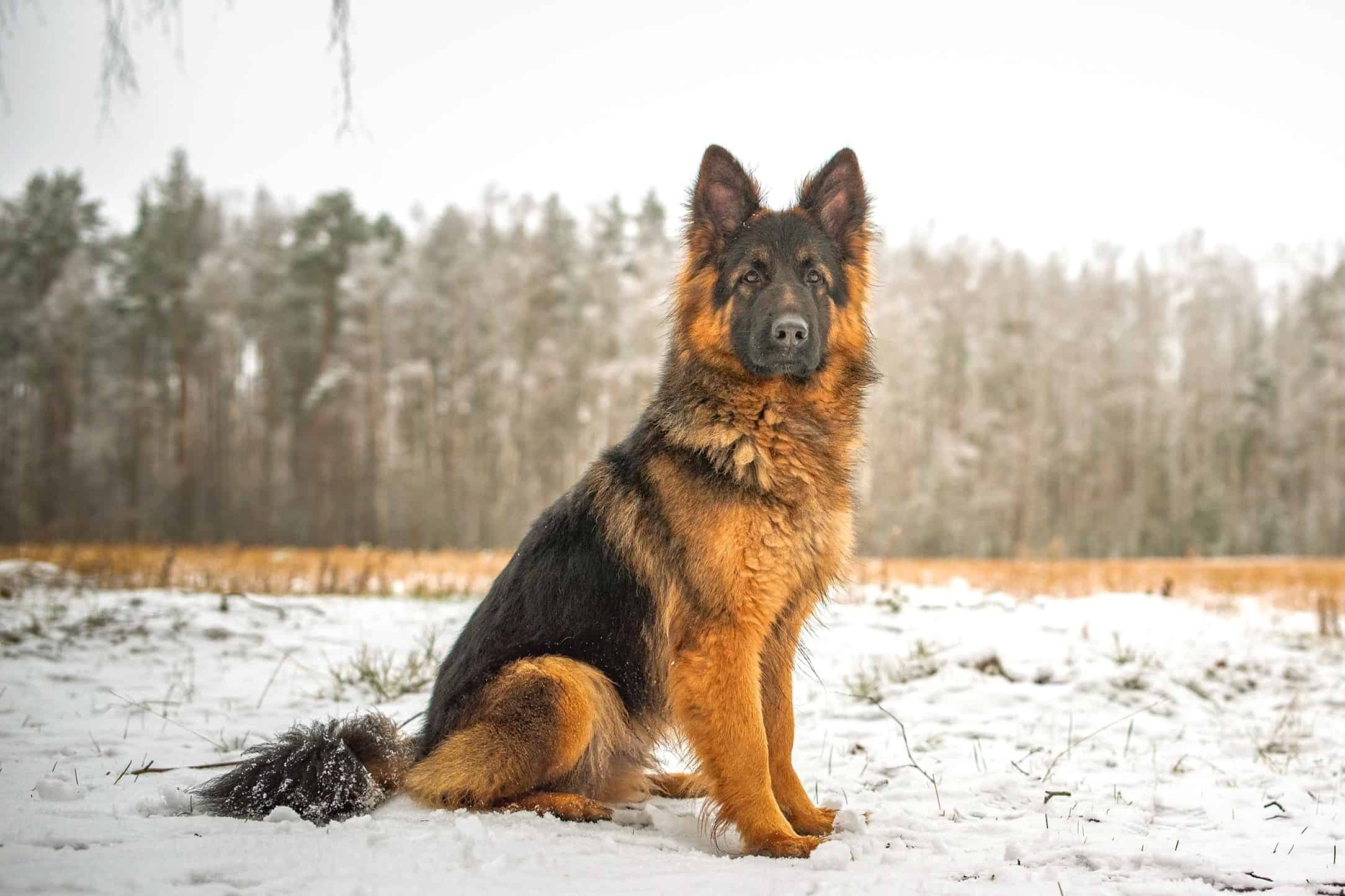 Long-Haired German Shepherd: Facts, Pictures & Shedding