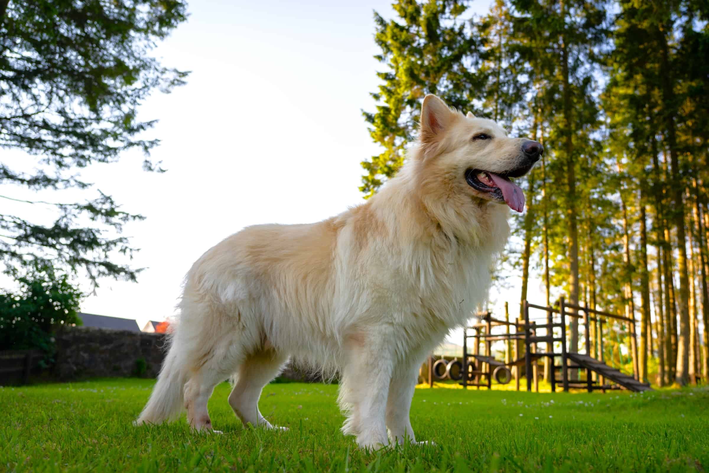 Long-Haired German Shepherd: Facts, Pictures & Shedding