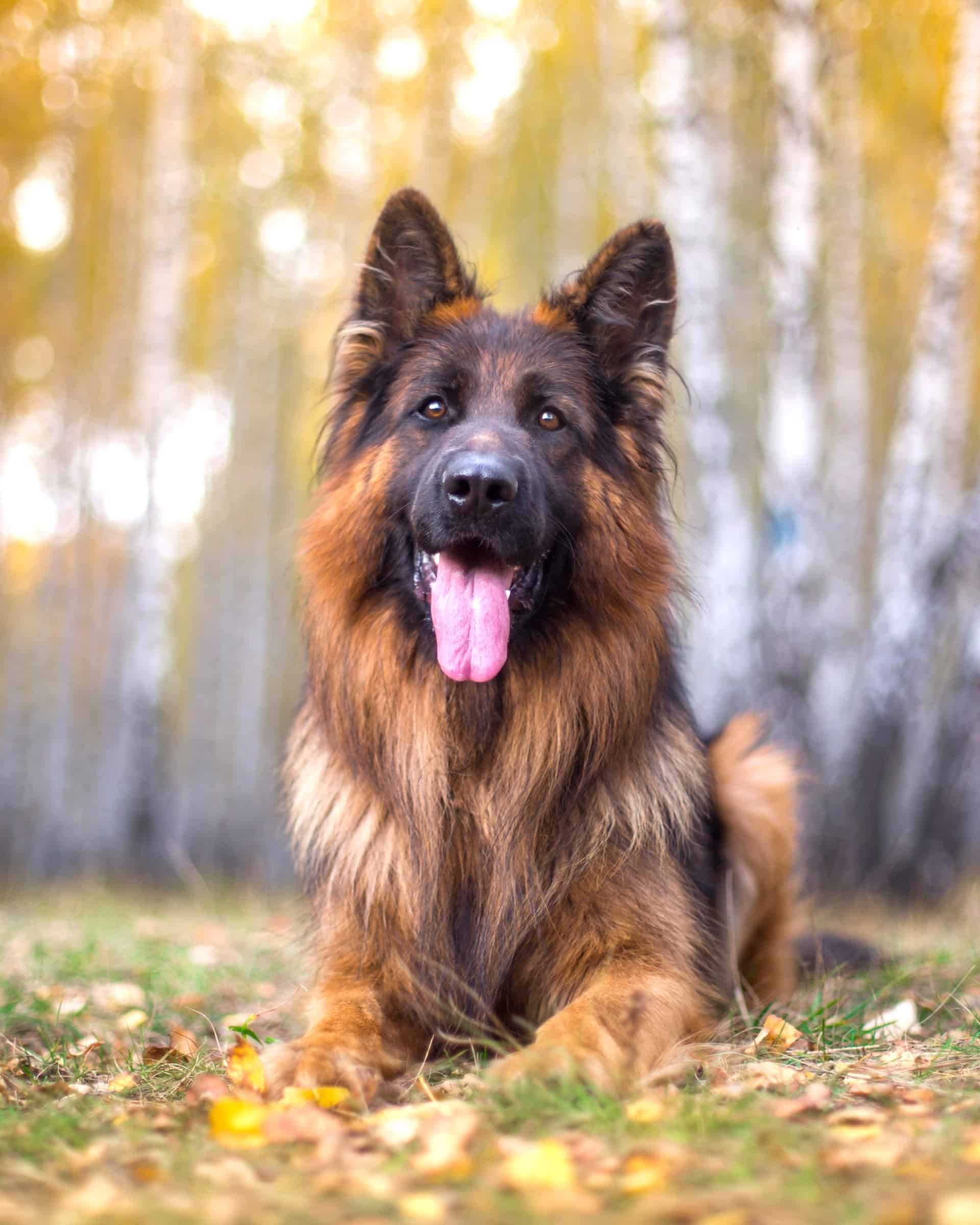 14 Different Types of German Shepherds (With Pictures)