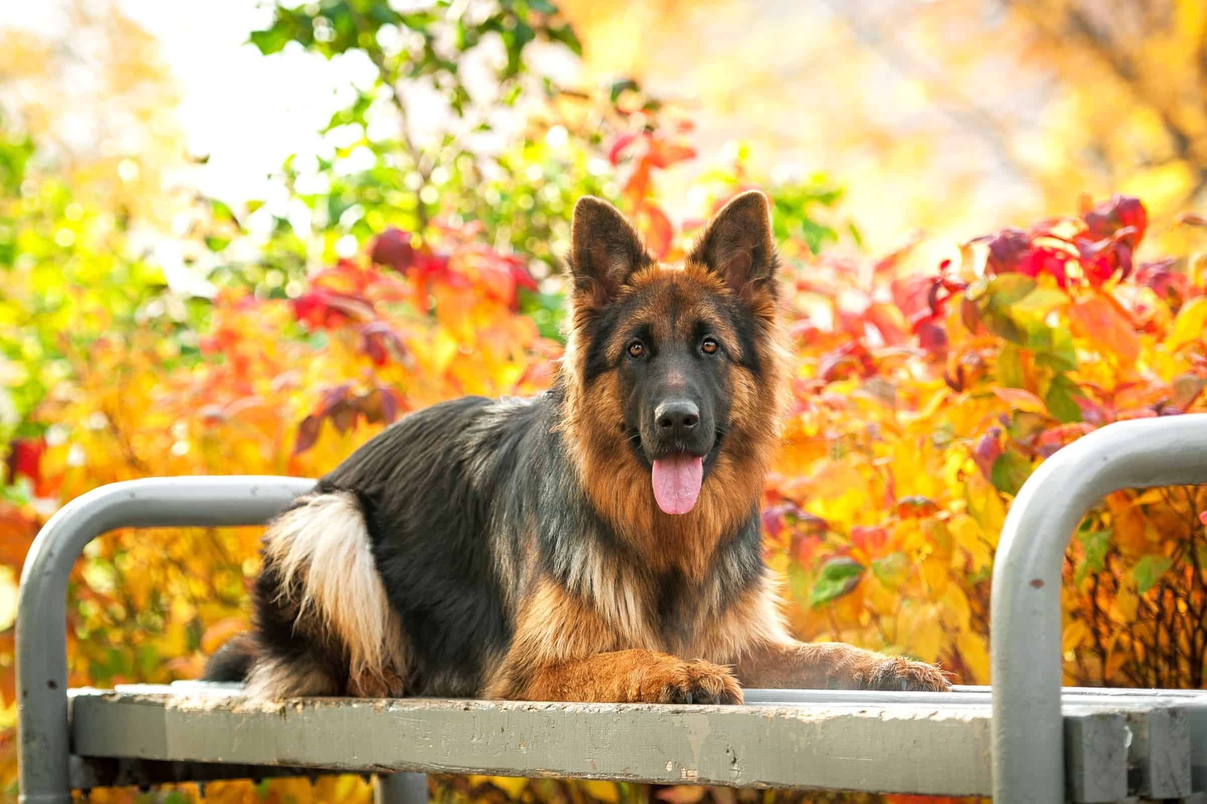 Long-Haired German Shepherd: Facts, Pictures & Shedding
