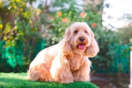 Spoodle | Mixed Breed Information, Pictures, Traits & Facts