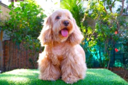 Mini Cockapoo | Breed Information, Size, Pictures & Facts