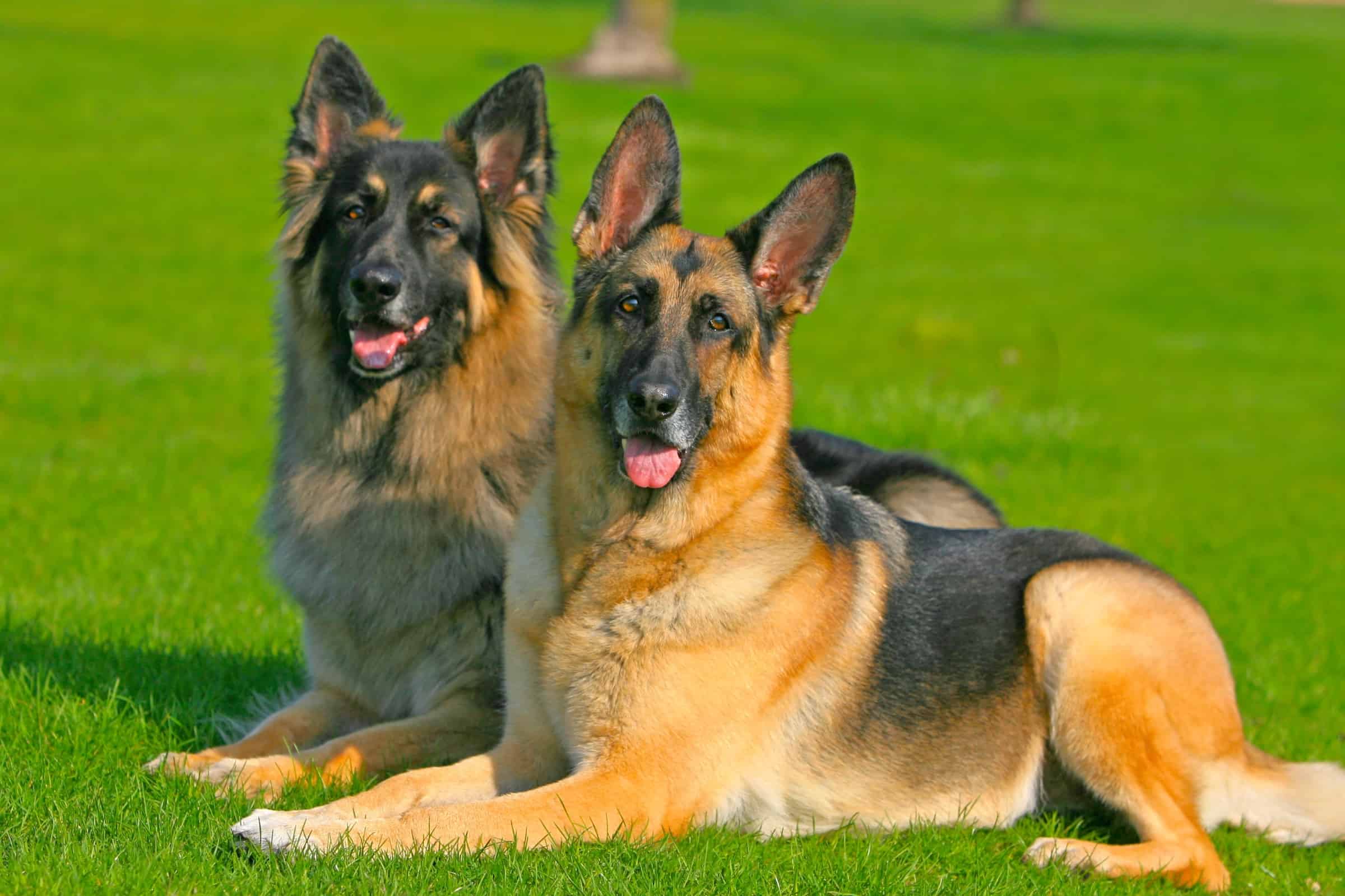 Male vs. Female German Shepherd: Which Is Better?