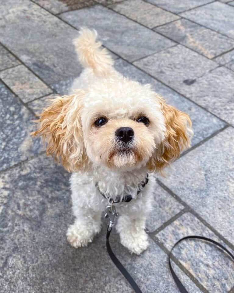 Malshipoo | Mixed Breed Information, Pictures & Facts
