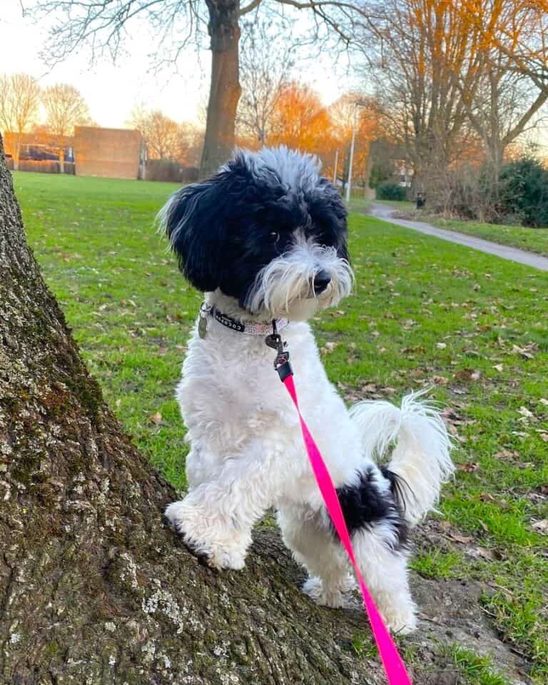 Malshipoo | Mixed Breed Information, Pictures & Facts
