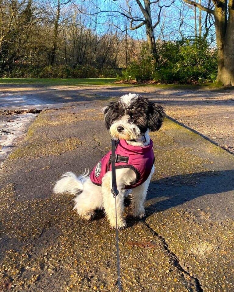 Malshipoo | Mixed Breed Information, Pictures & Facts