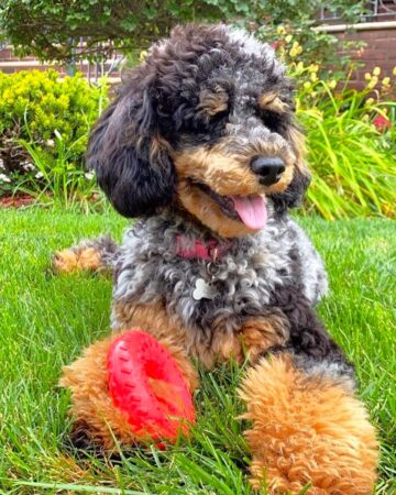 Merle Poodle: Everything You Need to Know (With Pictures)