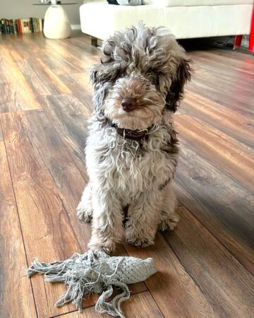 Merle Poodle: Everything You Need to Know (With Pictures)