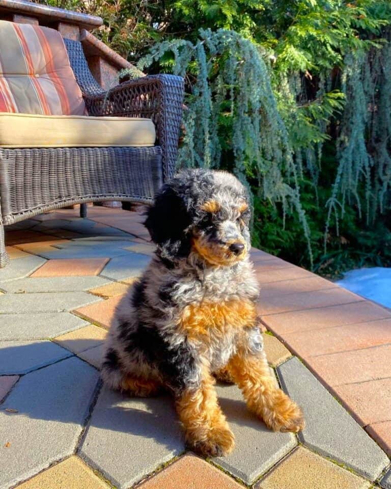 Merle Poodle: Everything You Need to Know (With Pictures)