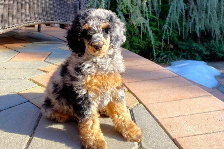 Merle Poodle: Everything You Need to Know (With Pictures)