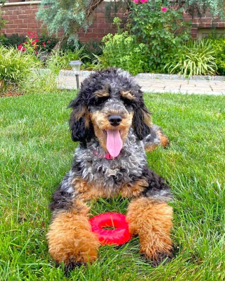 Merle Poodle: Everything You Need to Know (With Pictures)