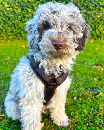 Merle Poodle: Everything You Need to Know (With Pictures)