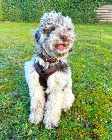 Merle Poodle: Everything You Need to Know (With Pictures)