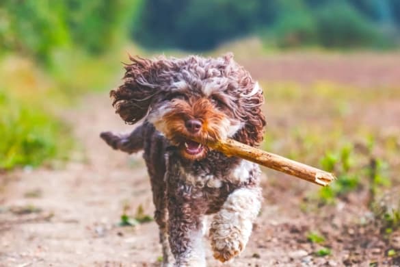 Mini Cockapoo | Breed Information, Size, Pictures & Facts