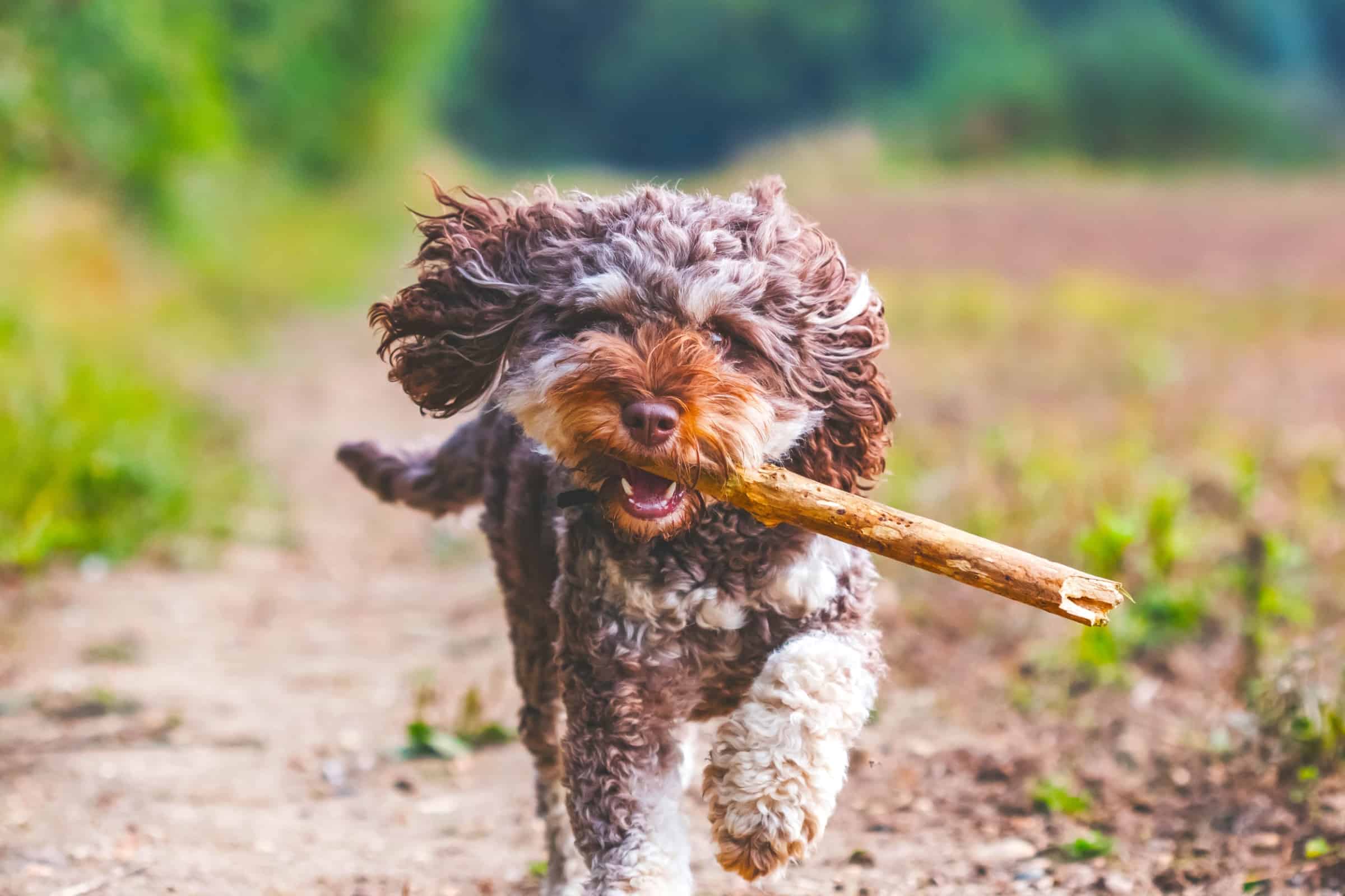 Mini Cockapoo | Breed Information, Size, Pictures & Facts