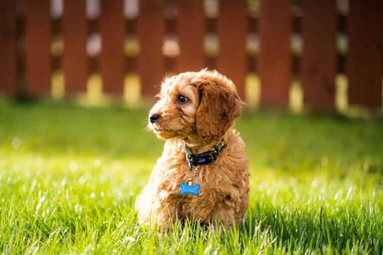 Mini Cockapoo | Breed Information, Size, Pictures & Facts