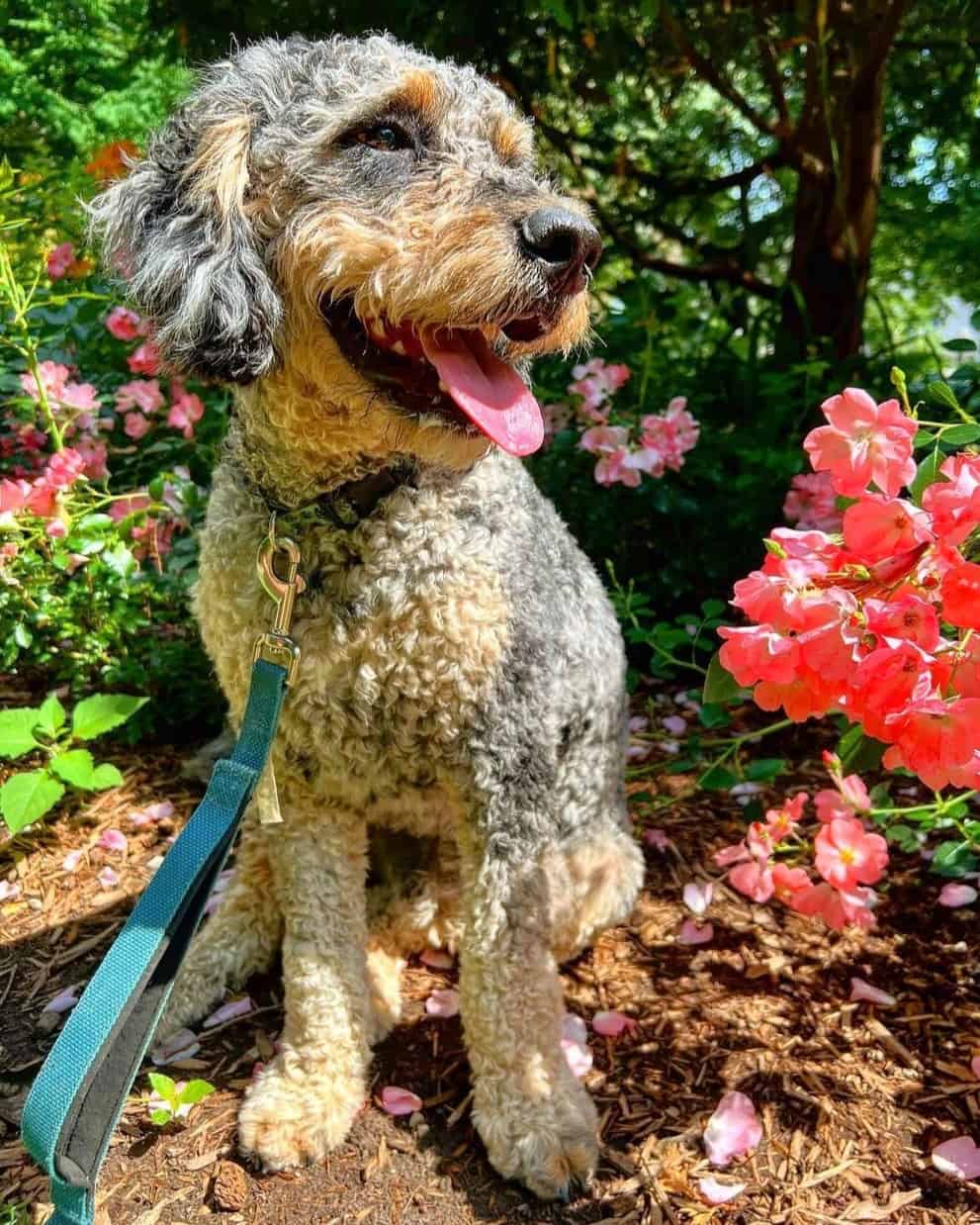Golden Mountain Doodle | Breed Information, Pictures & Facts