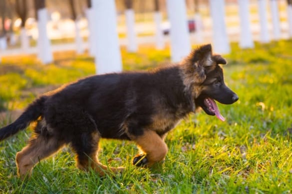 Miniature German Shepherd: Facts About This Mini-Sized GSD!