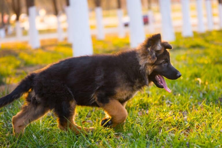 Miniature German Shepherd: Facts About This Mini-Sized GSD!