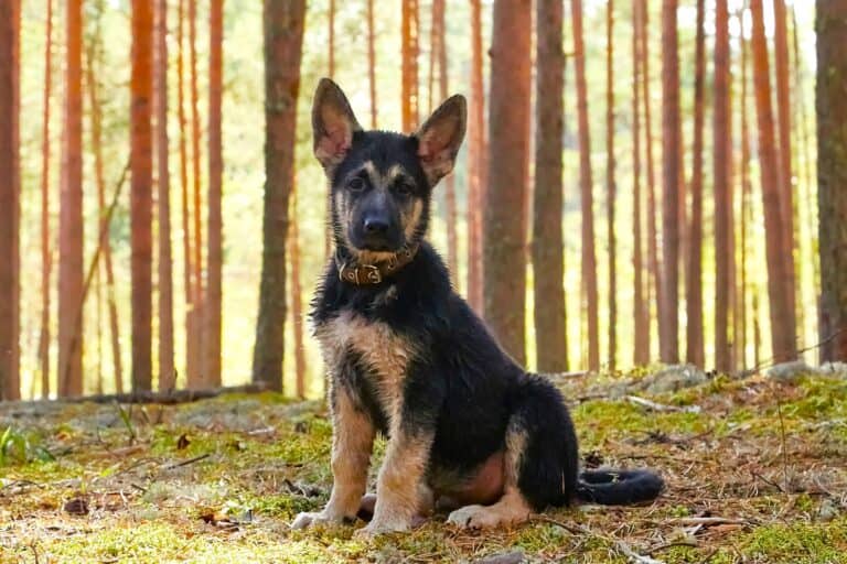 Miniature German Shepherd: Facts About This Mini-Sized GSD!