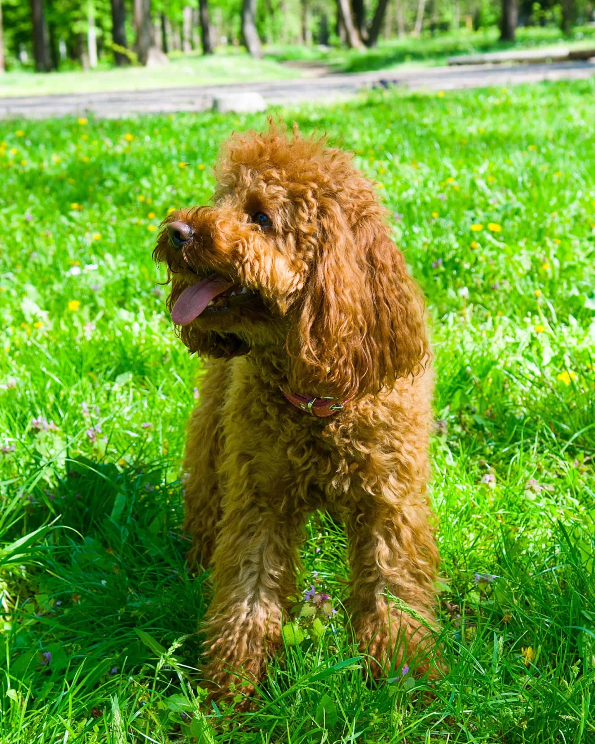 Red Poodle: Info, Facts, Appearance & Genetics (With Pictures)