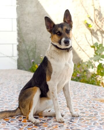 14 Different Types of German Shepherds (With Pictures)