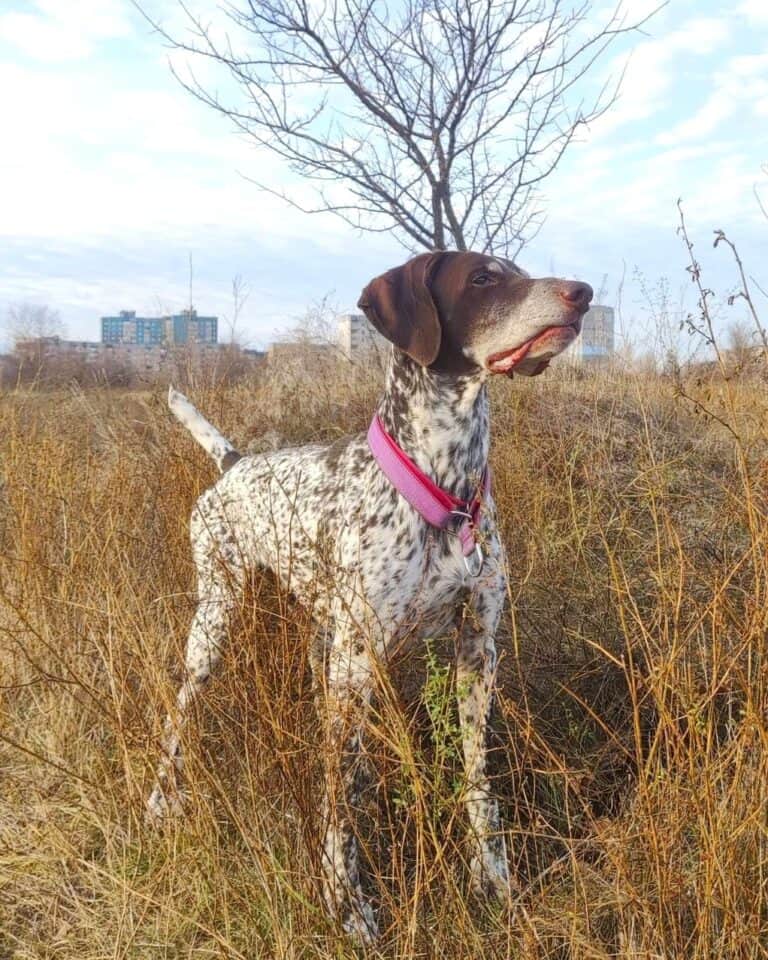 German Shepherd Pointer Mix: Info, Pictures, Traits & Facts