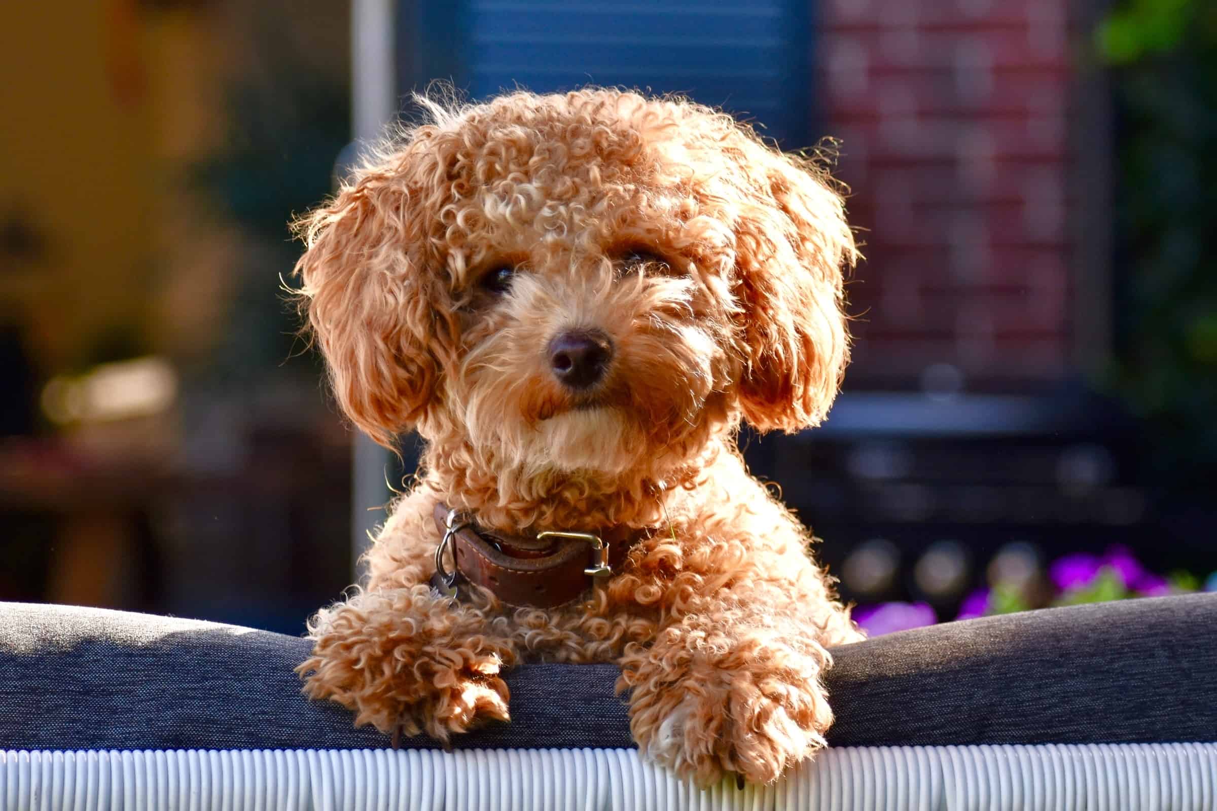 Poochon | Mixed Breed Information, Pictures, Facts & Traits