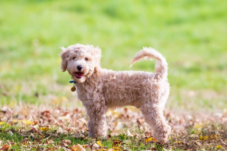 Poochon | Mixed Breed Information, Pictures, Facts & Traits