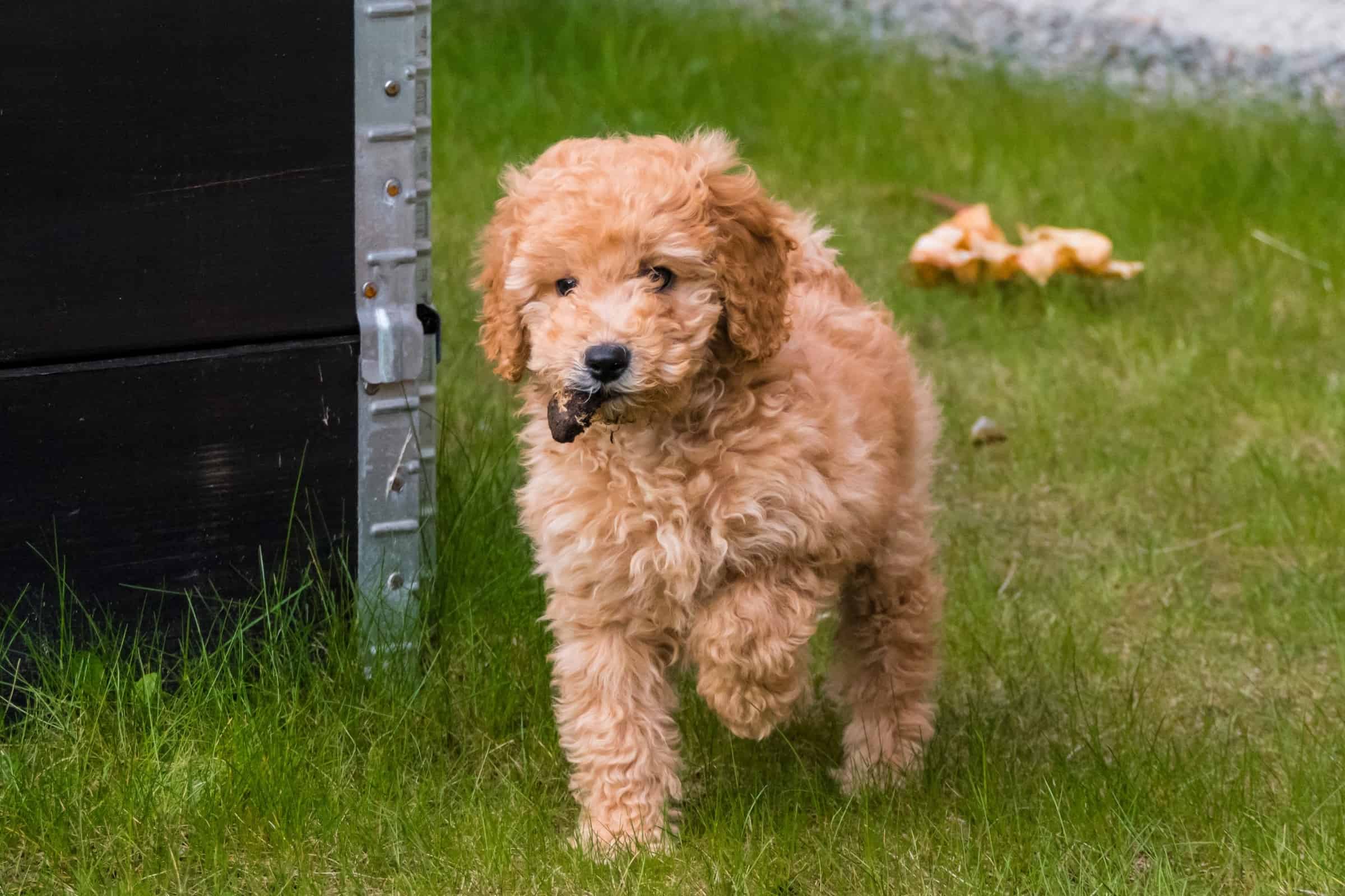 Poochon | Mixed Breed Information, Pictures, Facts & Traits