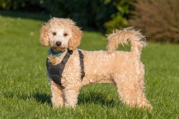 Poochon | Mixed Breed Information, Pictures, Facts & Traits