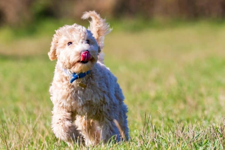 Poochon | Mixed Breed Information, Pictures, Facts & Traits