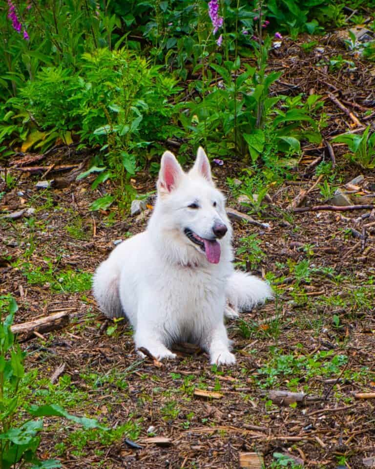 White German Shepherds: Everything You Need to Know
