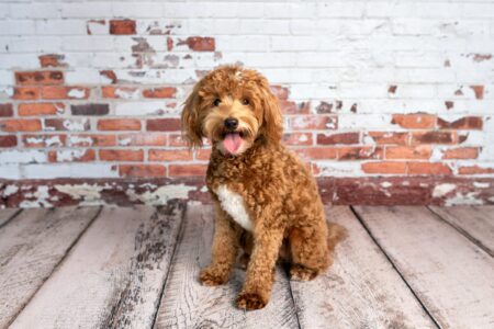 Red Goldendoodle: Info, Genetics, Traits & Facts
