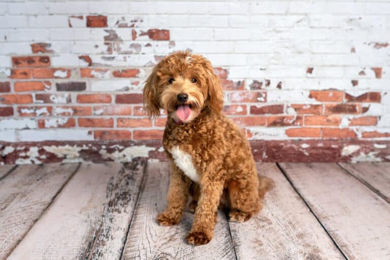 Red Goldendoodle: Info, Genetics, Traits & Facts