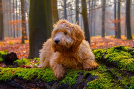 Red Goldendoodle: Info, Genetics, Traits & Facts