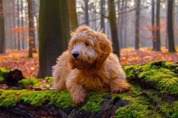 Red Goldendoodle: Info, Genetics, Traits & Facts
