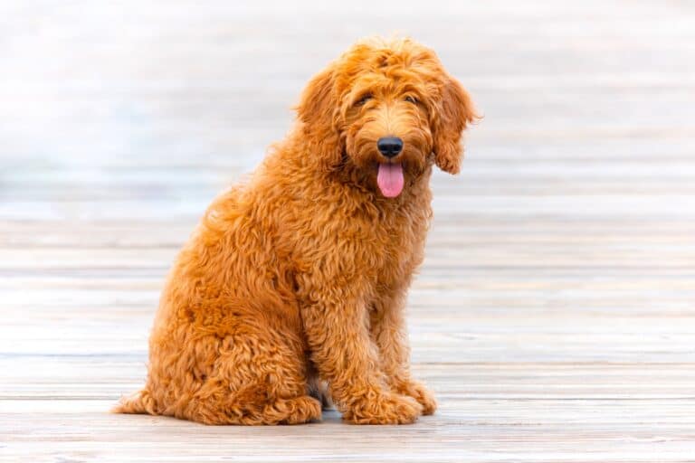 Red Goldendoodle: Info, Genetics, Traits & Facts