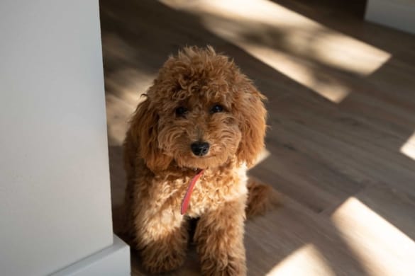 Red Poodle: Info, Facts, Appearance & Genetics (With Pictures)