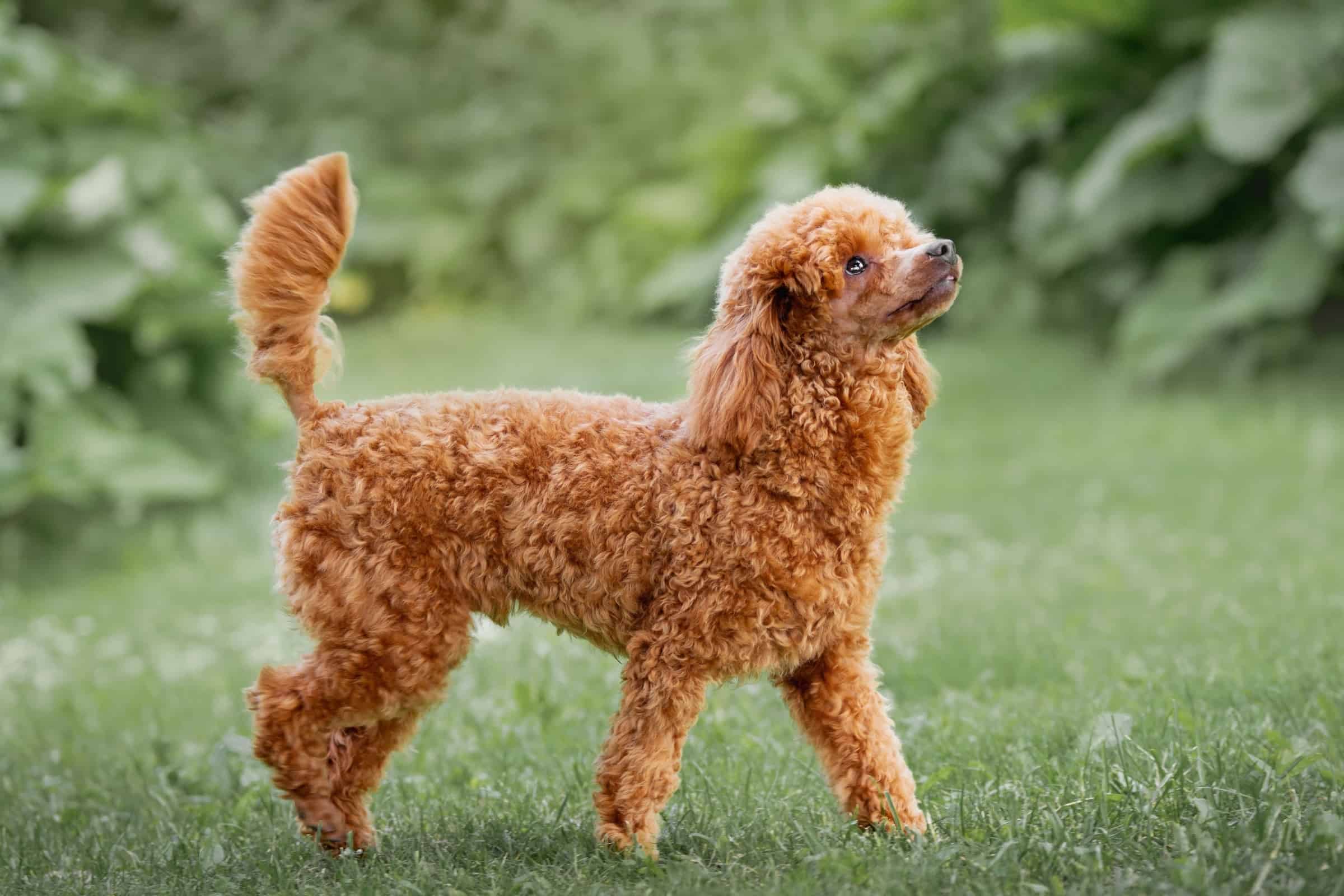 Red Poodle: Info, Facts, Appearance & Genetics (With Pictures)