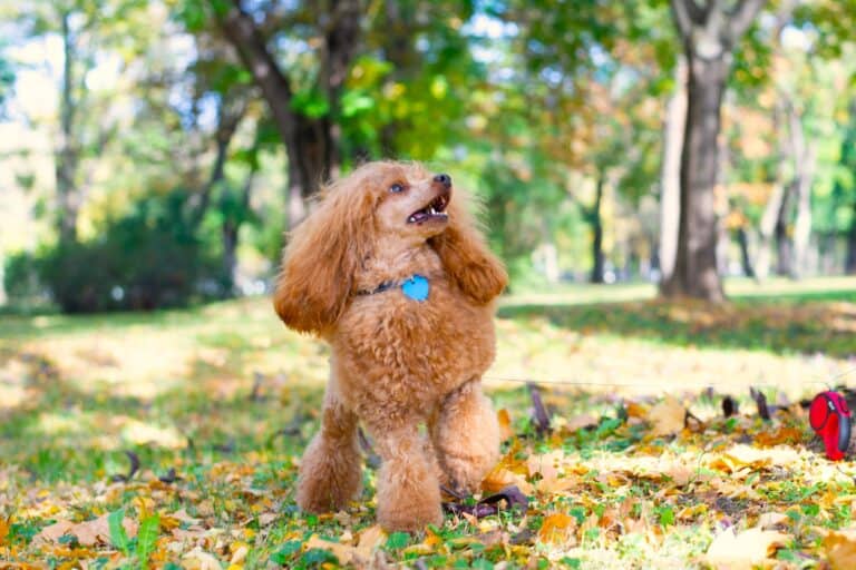 Red Poodle: Info, Facts, Appearance & Genetics (With Pictures)