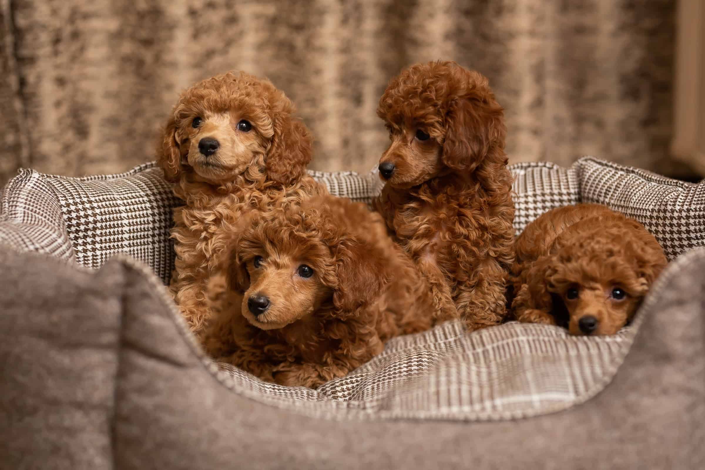 Red Poodle: Info, Facts, Appearance & Genetics (With Pictures)