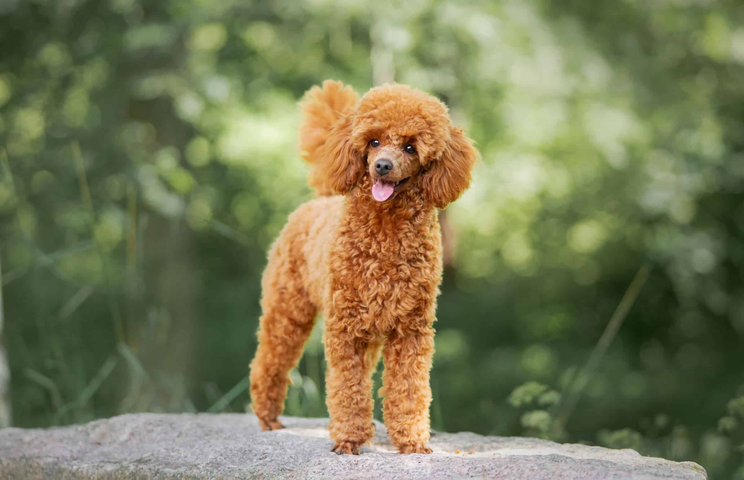 Red Poodle: Info, Facts, Appearance & Genetics (With Pictures)