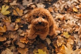Red Poodle: Info, Facts, Appearance & Genetics (With Pictures)