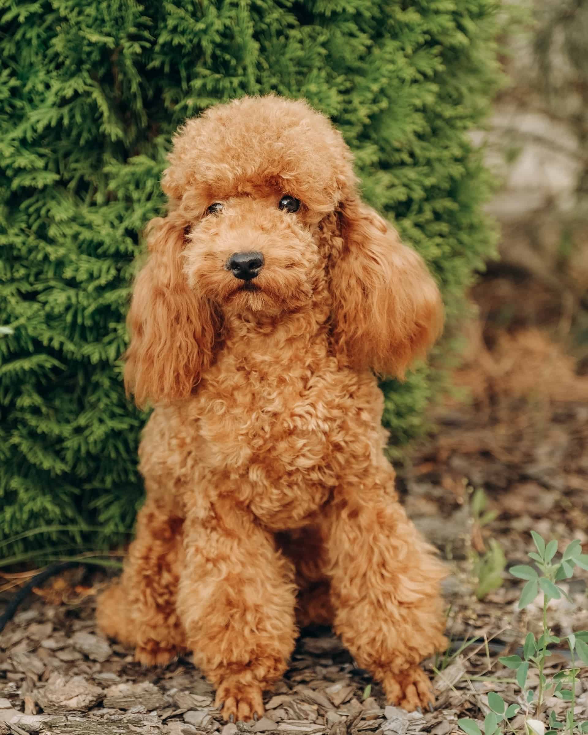 Red Poodle: Info, Facts, Appearance & Genetics (With Pictures)