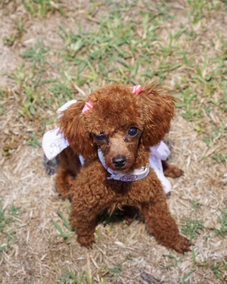 Red Poodle: Info, Facts, Appearance & Genetics (With Pictures)