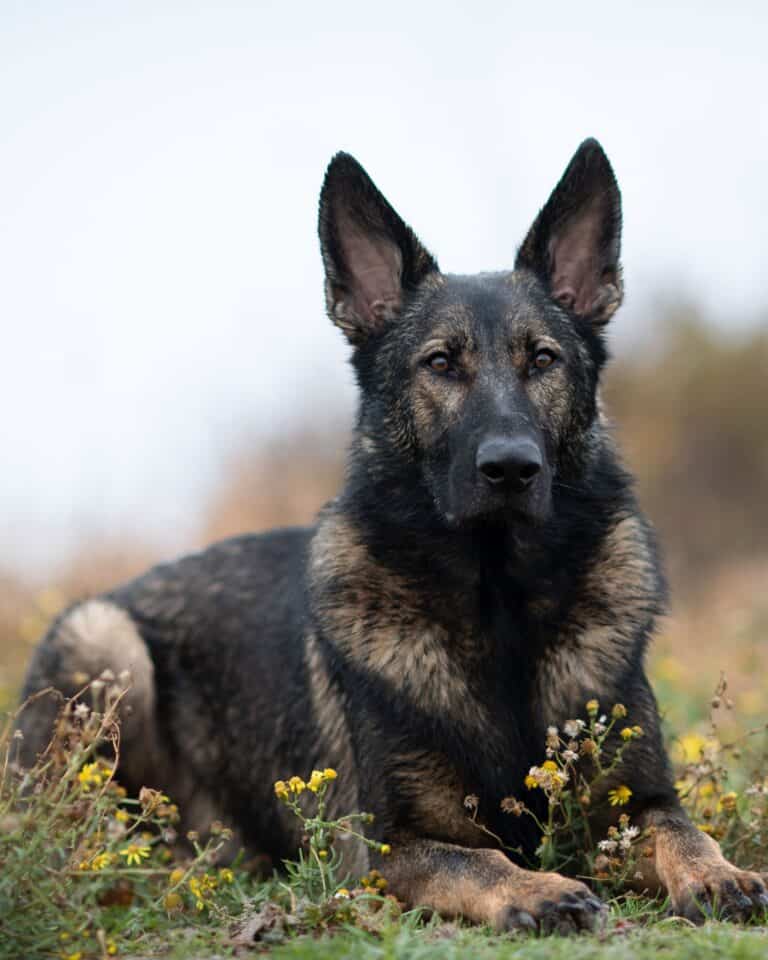 14 Different Types of German Shepherds (With Pictures)